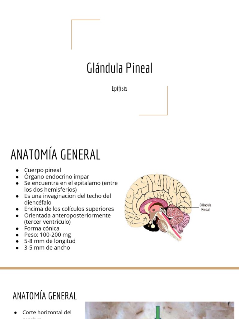 Glándula Pineal | PDF | Glándulas | Medicina CLINICA