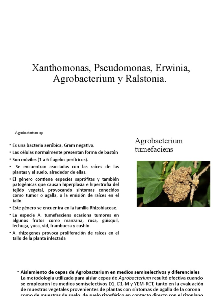 Xanthomonas, Pseudomonas, Erwinia, Agrobacterium y | PDF | Pseudomonas ...