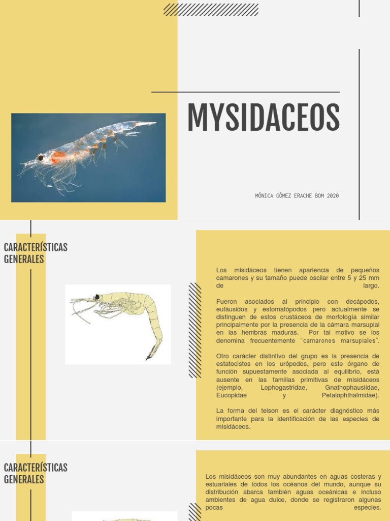 Mysidacea 2020 | PDF | Artrópodos