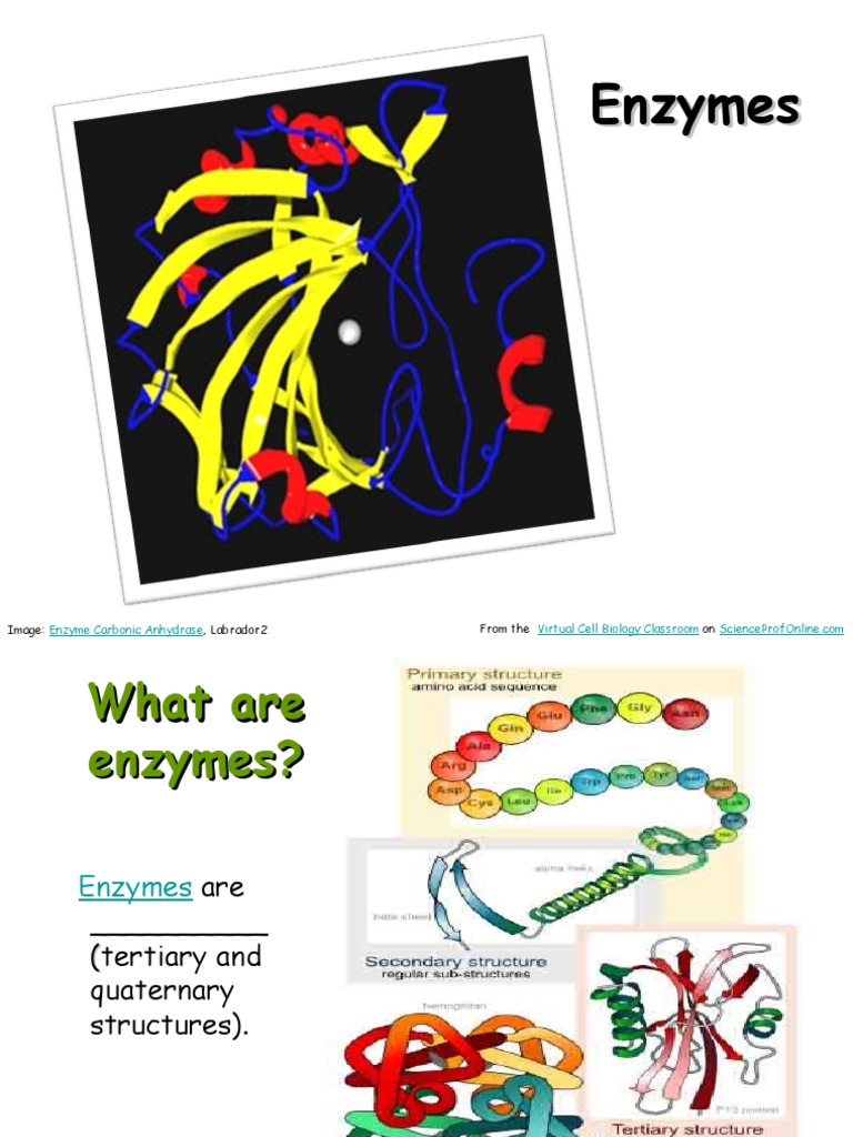 Enzymes Cell Biology Lecture PowerPoint VCBC | PDF | Enzyme | Enzyme Inhibitor