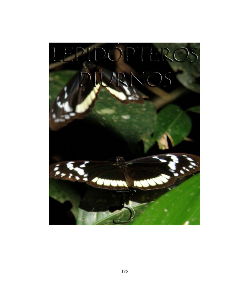 LEPIDOPTEROS | PDF | Mariposa | Lepidópteros