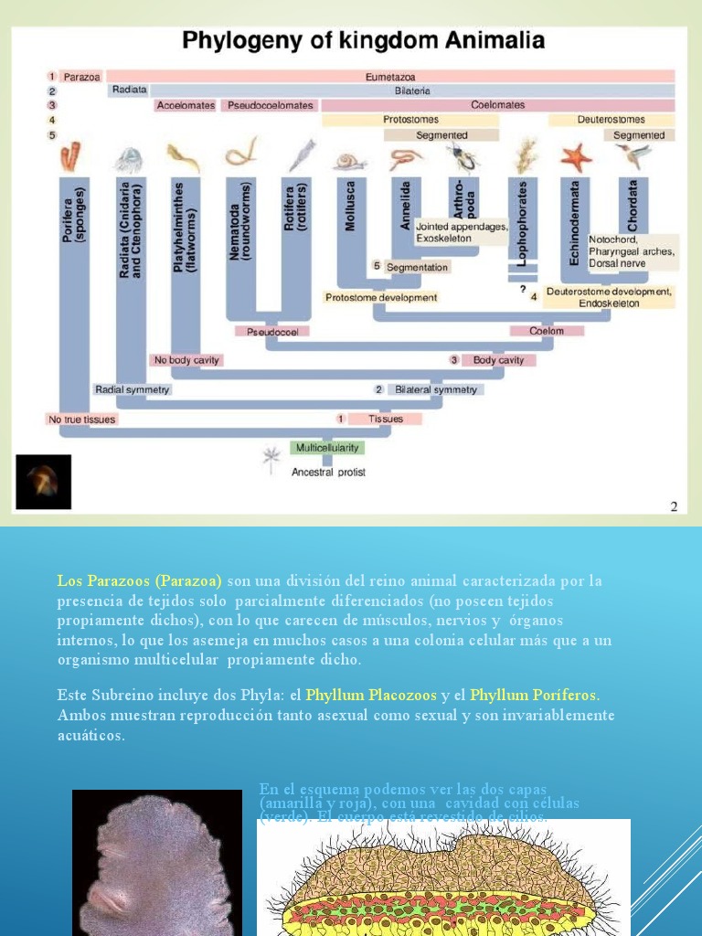 1phylum Porifera | PDF | Esponja | Organismos