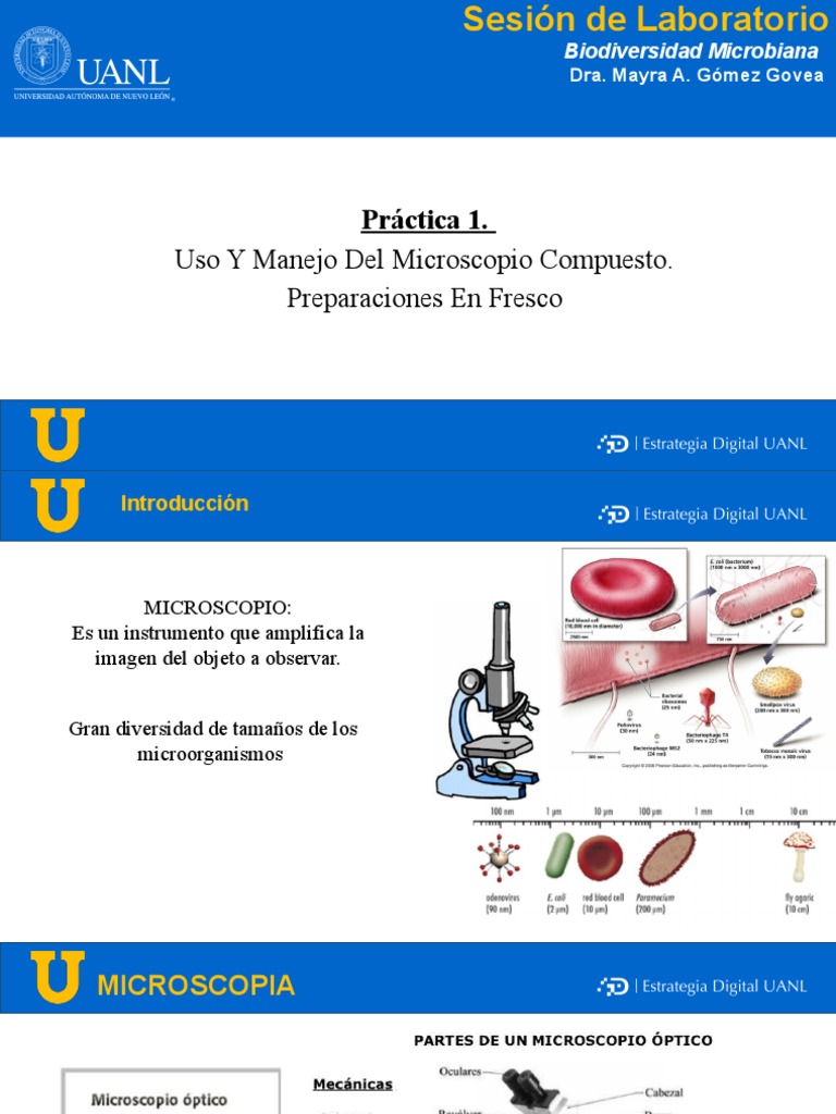 Practica 1. Uso y Manejo Del Microscopio Compuesto y Preparaciones en ...