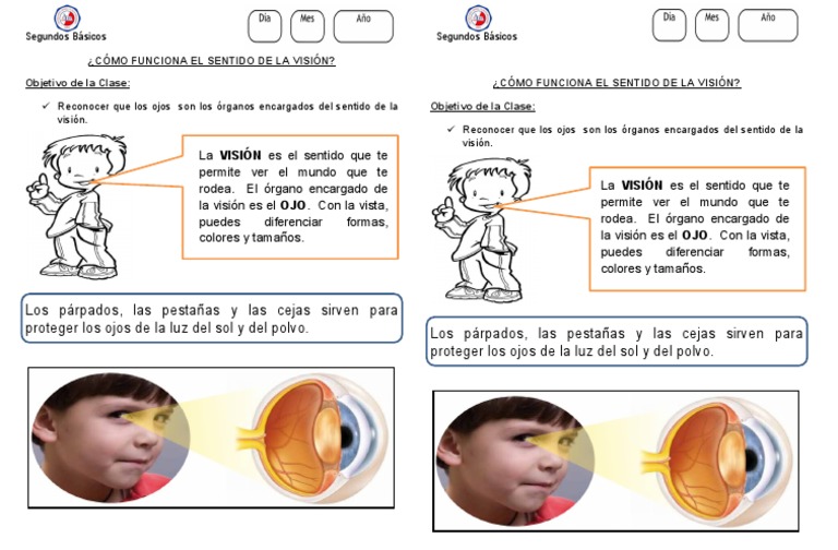 Cómo Funciona el Sentido de la Visión | PDF