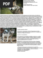 Características y conservación del lobo mexicano | PDF | Biología ...