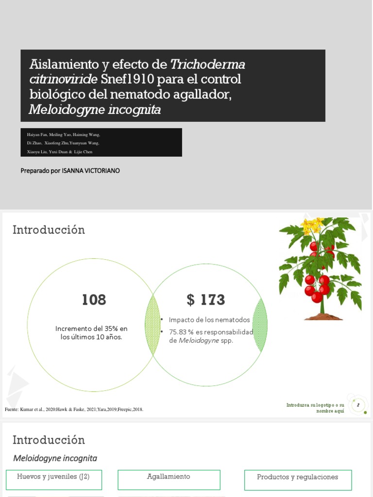 Aislamiento y Efecto de Trichoderma Citrinoviride Snef1910 para El Control Biológico Del ...