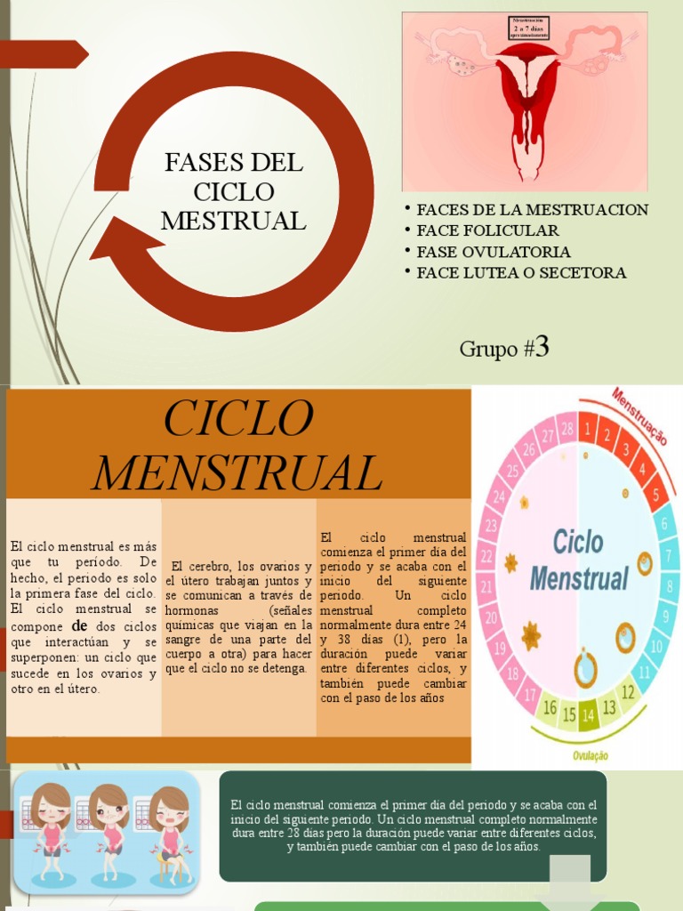 Faces Del Ciclo Mestrual1 | PDF | Ciclo menstrual | Hormona luteinizante