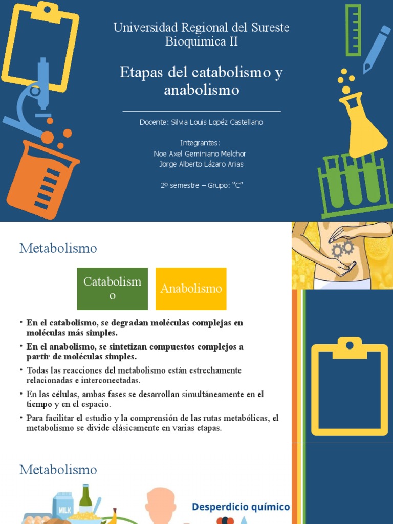 Etapas del Catabolismo y Anabolismo | PDF | Metabolismo | Dieta y nutrición