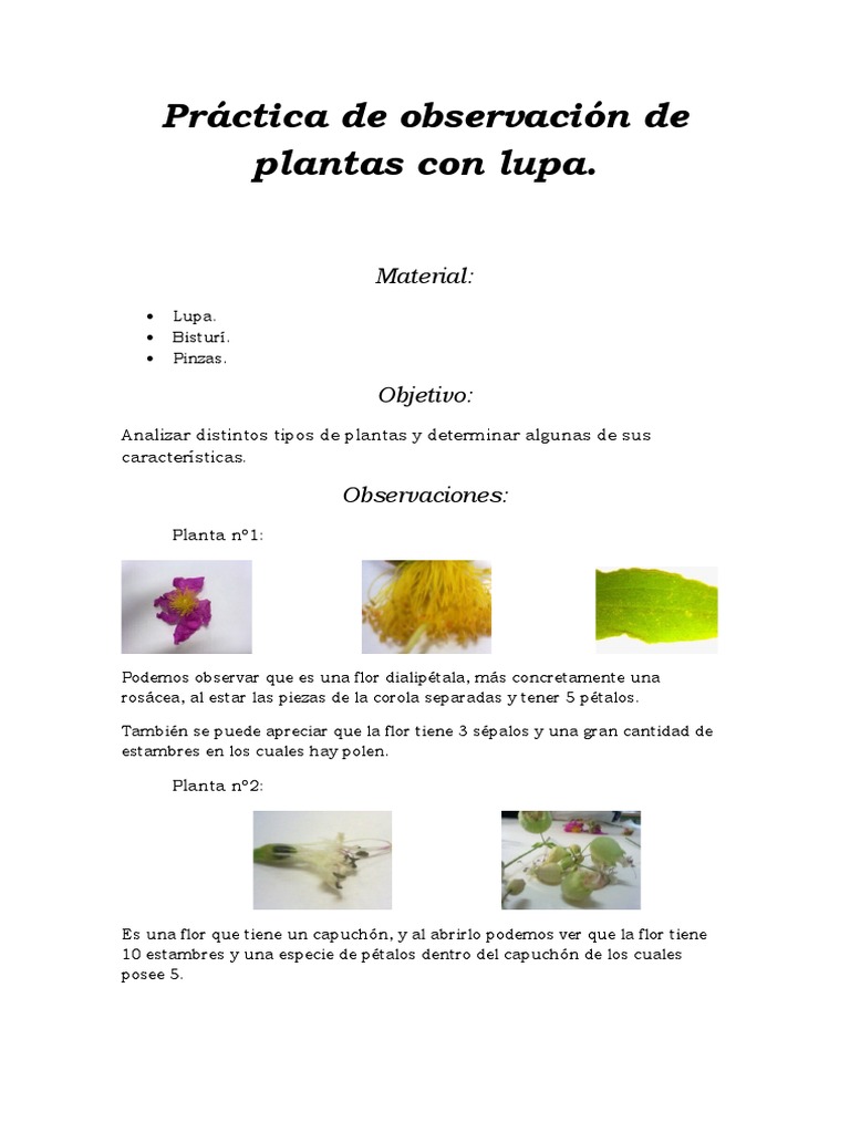 Observación de Plantas con Lupa | PDF