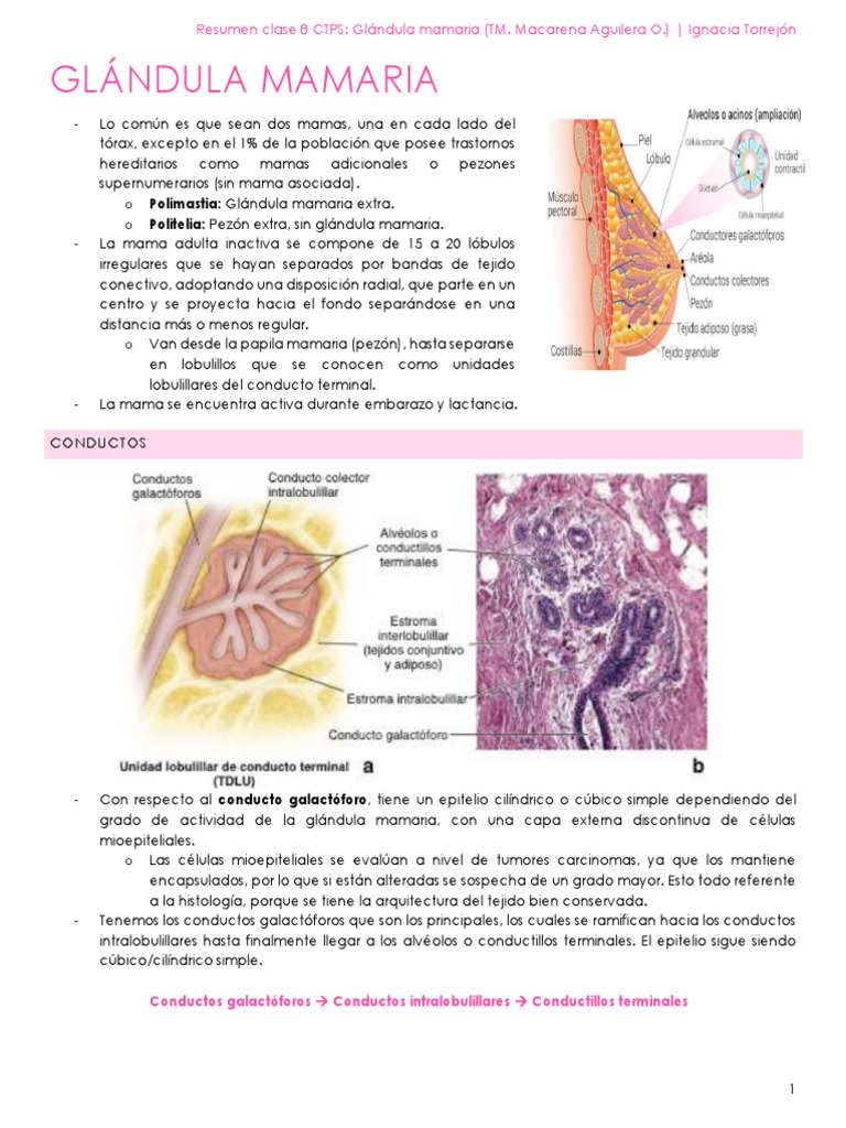Citología Glándula Mamaria | PDF | Cáncer de mama | Cáncer