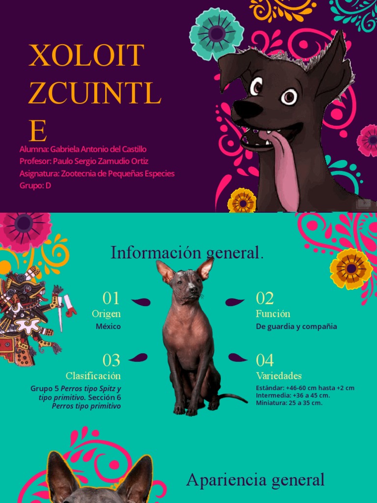 XOLOITZCUINTLE | PDF
