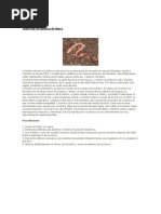 Anatomia Mosca Completa Con Imagenes | PDF