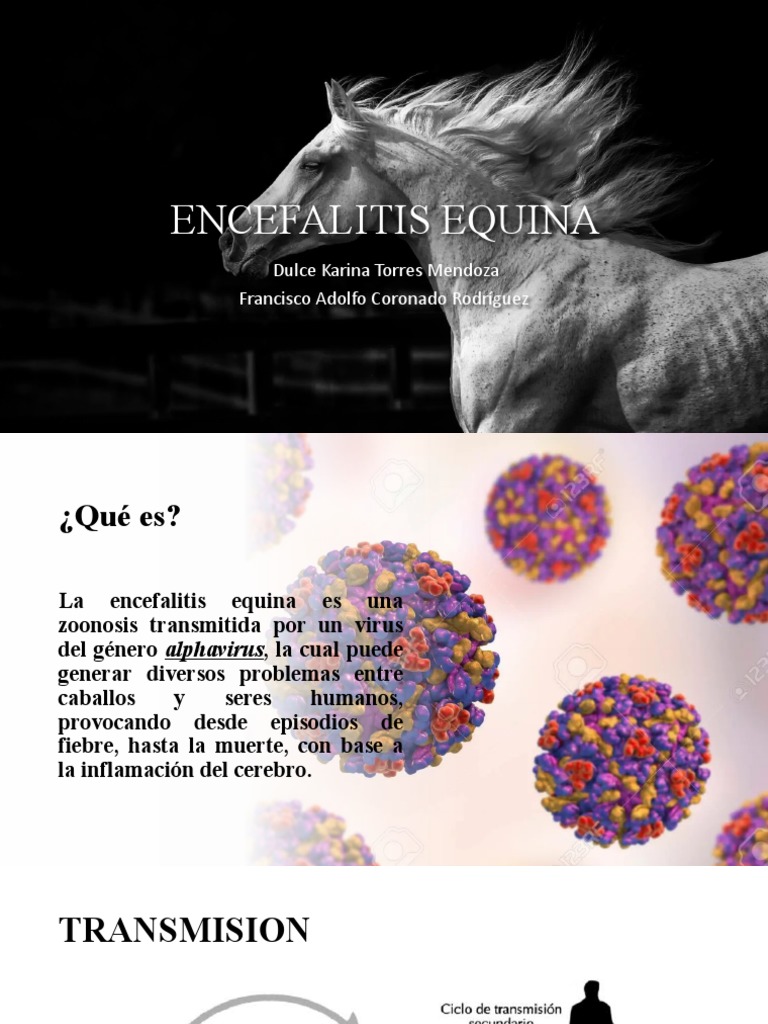 Encefalitis Equina: Síntomas y Tratamiento | PDF | Virus | Rabia