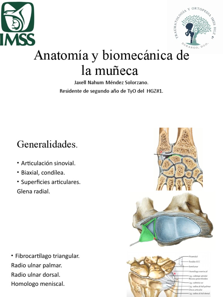 Anatomía y Biomecánica de La Muñeca | PDF | Términos anatómicos de ...