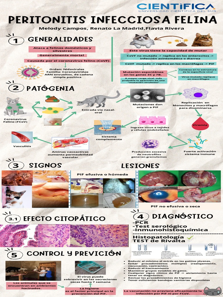 Prevención y Diagnóstico de PIF en Gatos | PDF | Virus | Causas de la muerte