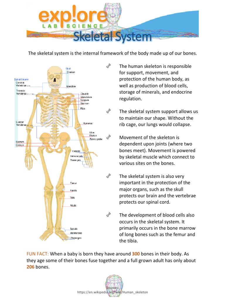 Skeletal System | PDF | Skeleton | Bone