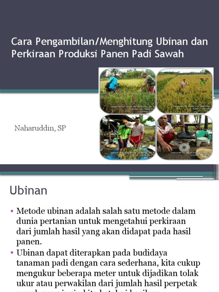Ubinan dan Perkiraan Produksi Padi | PDF