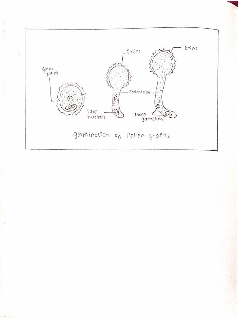 XII CORE EXPERIMENTS BIO | PDF