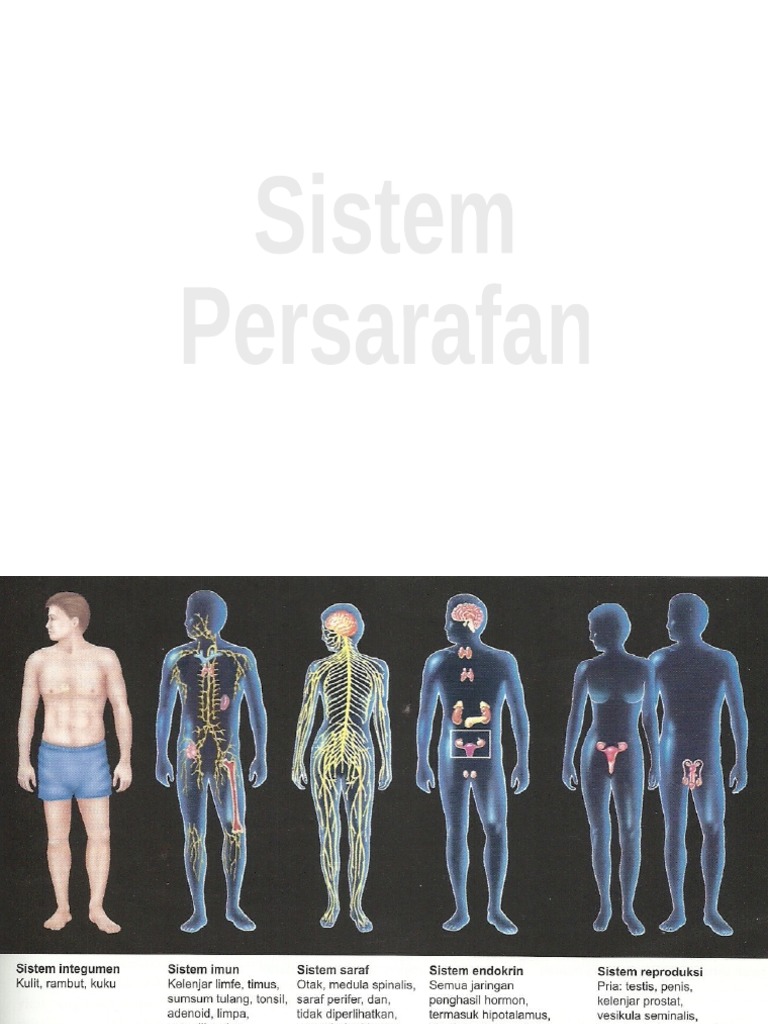1 Sistem Persarafan | PDF