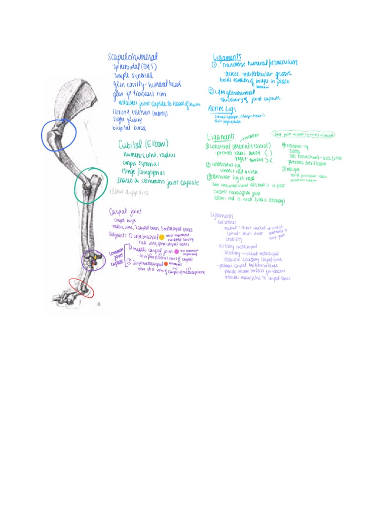 Forelimb Joints and Ligaments Small Animal | PDF | Anatomy | Skeletal ...
