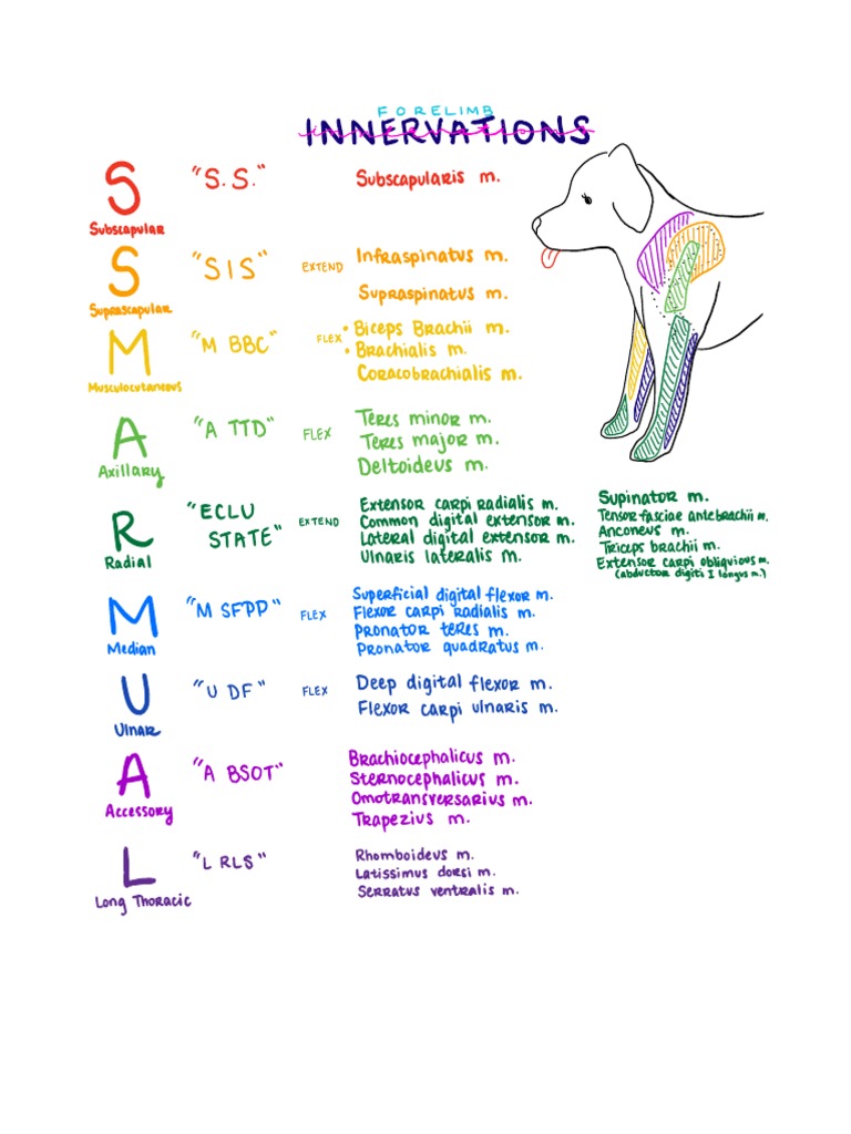 Anatomy of the Forelimb and Hindlimb Musculature in Mammals | PDF ...