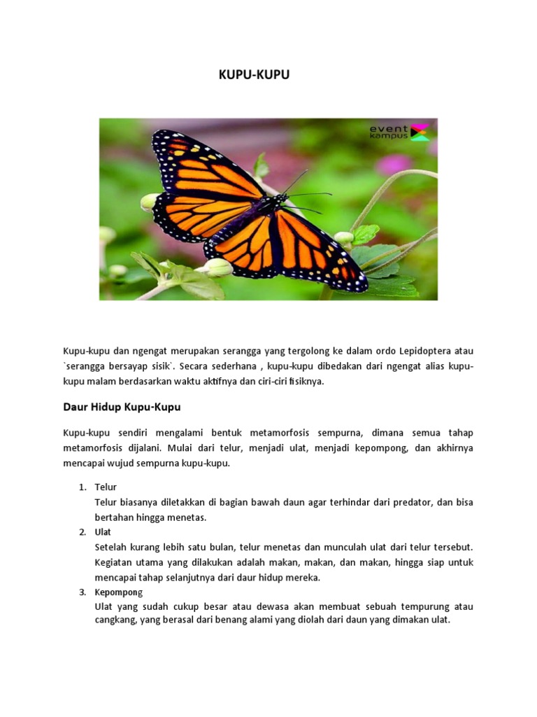 Hewan Kupu Kupu | PDF