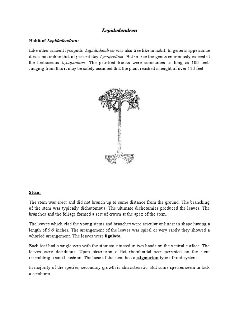 Lepidodendron | PDF | Leaf | Plant Stem