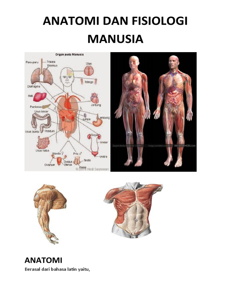 Anatomi Dan Fisiologi Manusia 1 | PDF