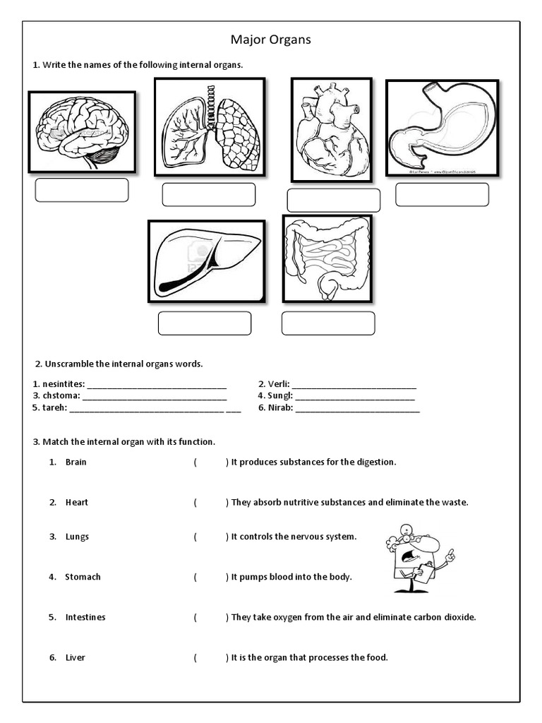 Major Organs Worksheet | PDF