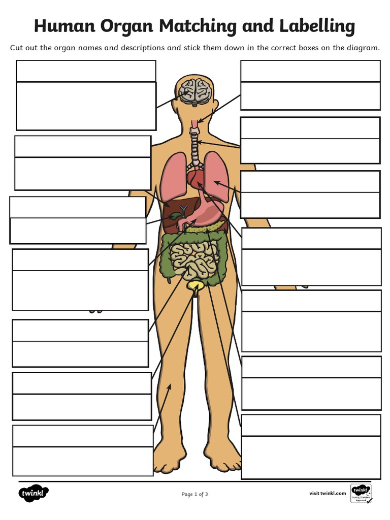 Organ Matching Activity for Kids | PDF | Human Body | Digestion
