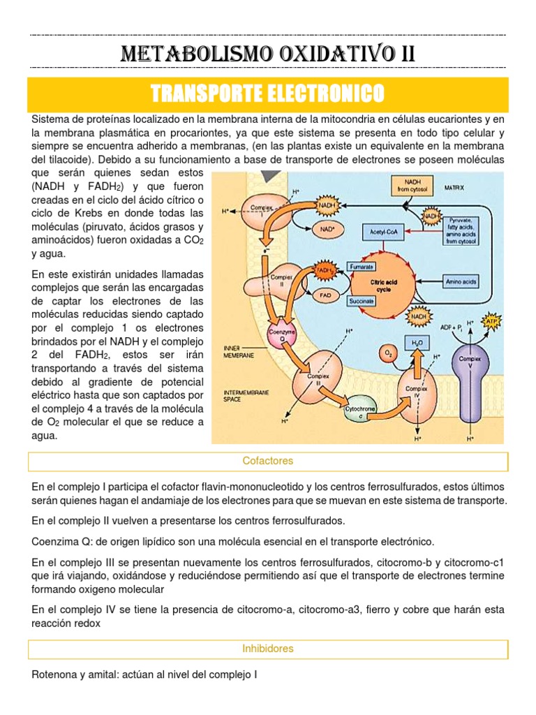 Clase 12 Metabolismo Oxidativo y Proteinas | PDF | Trifosfato de adenosina | Proteínas
