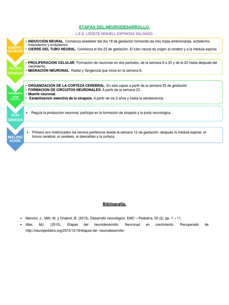 Etapas Del Neurodesarrollo | PDF