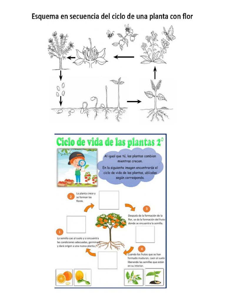 Ciclo de Vida de La Planta | PDF
