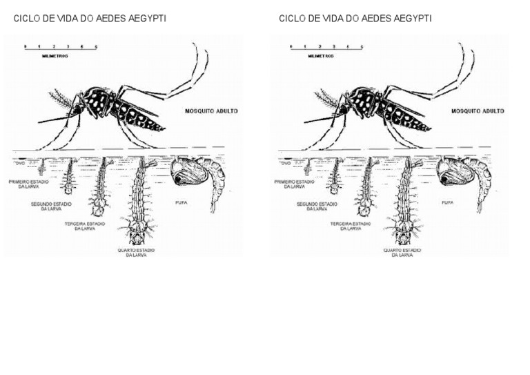 Ciclo de Vida Do Aedes Aegypti | PDF