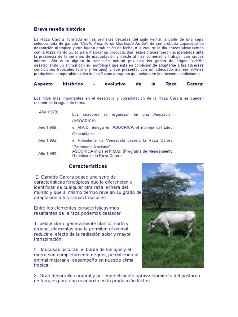 Historia y características de la Raza Carora | PDF | Vacas | Leche