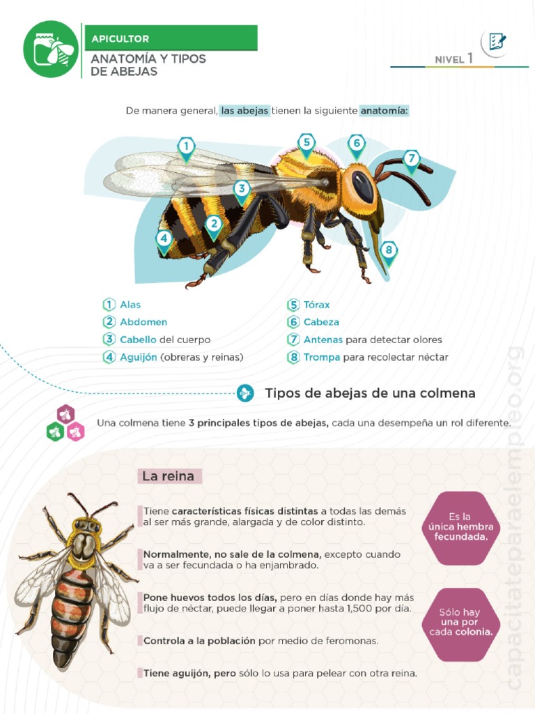 Anatomía y Tipos de Abejas | PDF