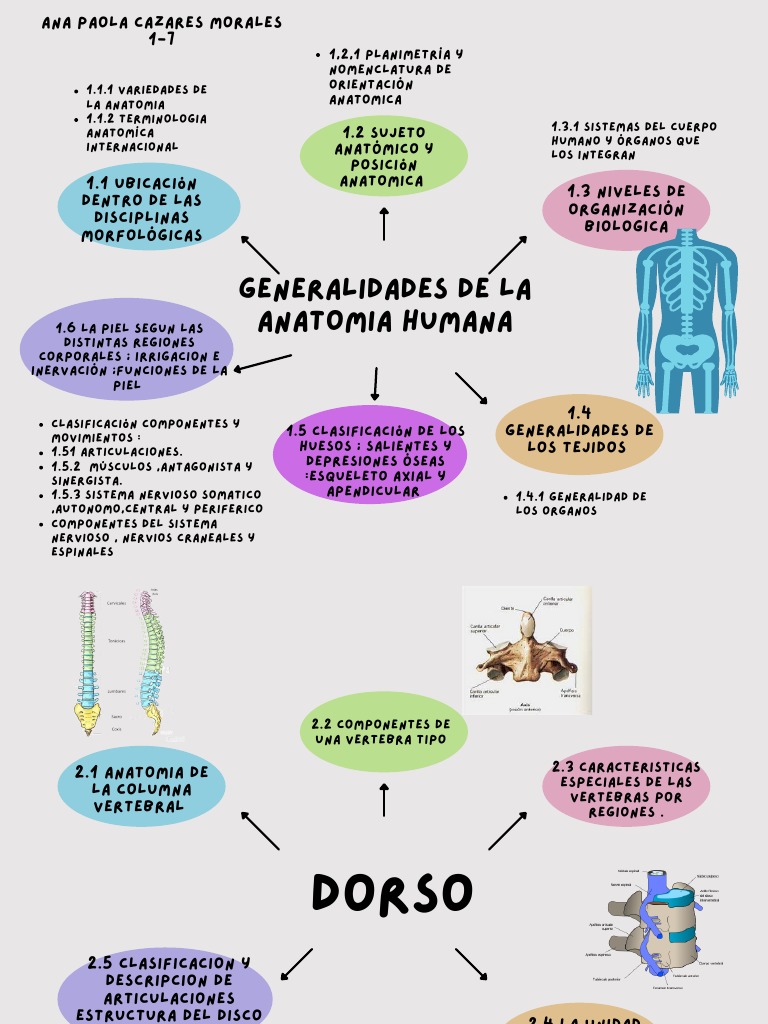 Generalidades de La Anatomia Humana | PDF | Abdomen | La columna vertebral