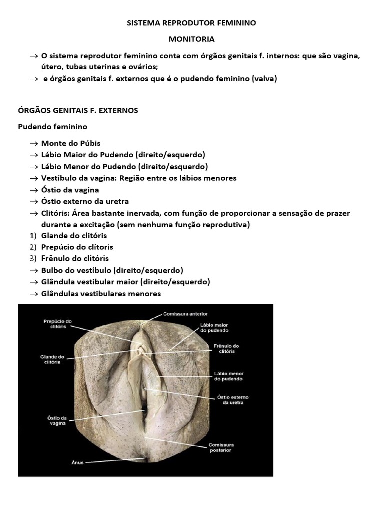 Sistema Genital Feminino | PDF | Vagina | Clitóris
