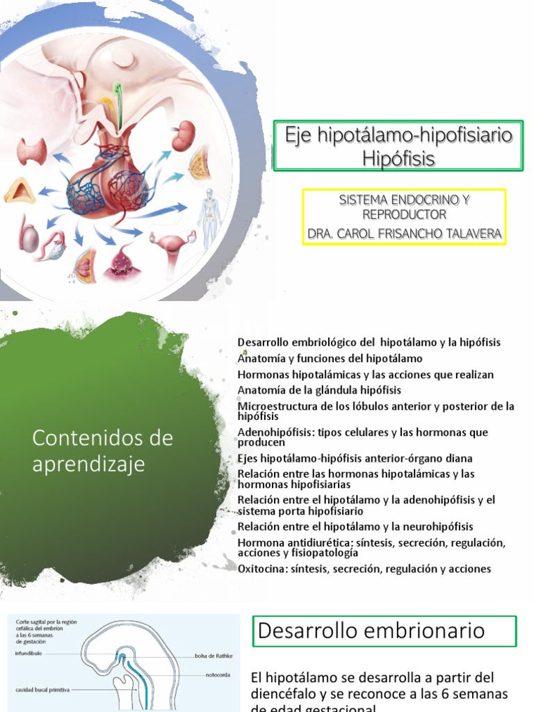 Hipotálamo Hipófisis | PDF | Glándula pituitaria | Hipotálamo