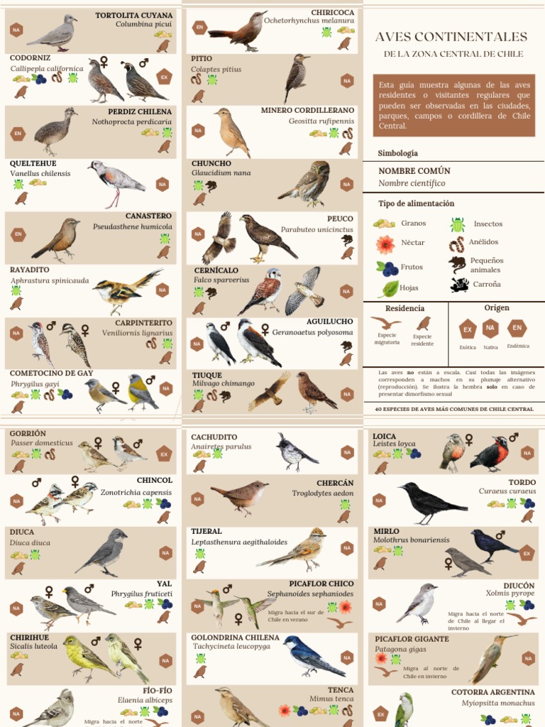 Guía de Campo Aves Continental | PDF | Ornitología | Aves