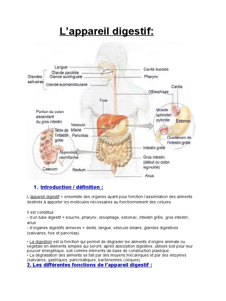 Anatomie et fonctions de l'appareil digestif | PDF | Foie | Estomac