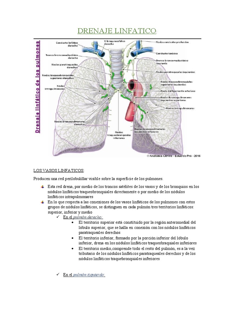 Drenaje Linfatico | PDF | Pulmón | Morfología (biología)