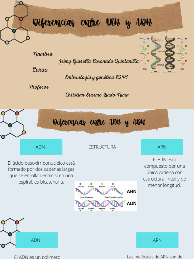 Diferencias ARN-ADN | PDF | Rna | Adn