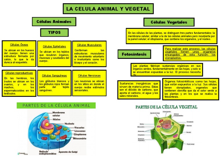 Mapa Conceptual Celula Animal Y Vegetal Pdf Plantas Fotosíntesis