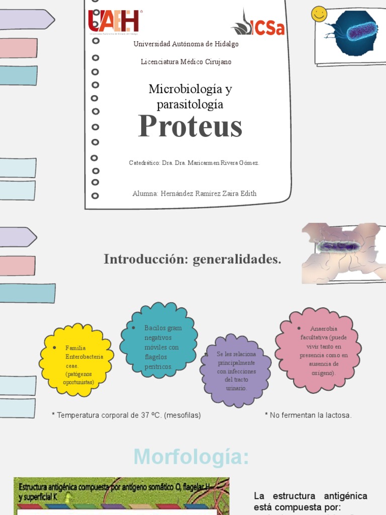 Características y Tratamiento de Proteus | PDF | Bacterias Gram ...