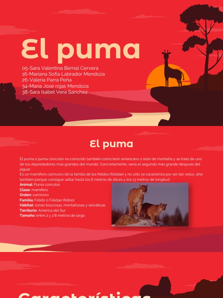 Puma | PDF | Puma | Felidae