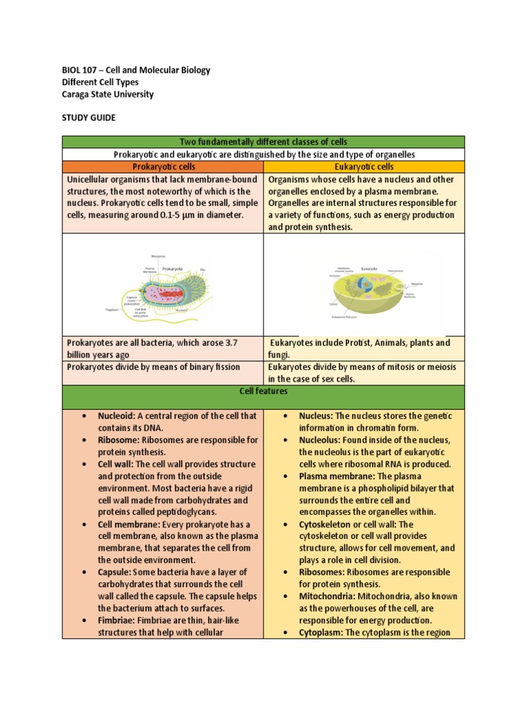 BIOL107 - Different Cell Types | PDF | Cell (Biology) | Eukaryotes