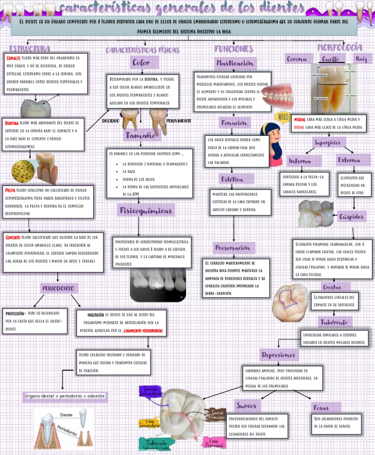 Mapa Generalidades de Los Dientes | PDF | Diente | Anatomía