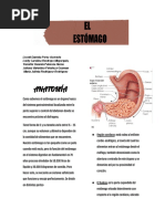 Anatomia, Irrigacion, Inervación Del Esofago y Estomago | PDF ...