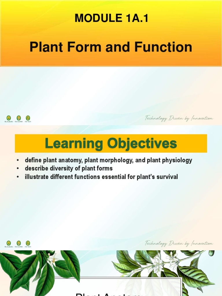 MODULE 1A.1 Plant Form and Function-1 | PDF | Leaf | Plant Stem